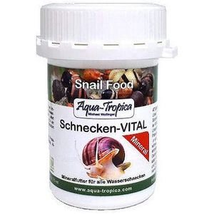 Roofslak - anentome helena - 5 slakken - Dierenbenodigdheden online ...