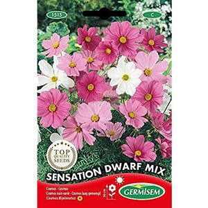 Violier zaden matthiola incana dwarf ten weeks - Tuinartikelen kopen ...