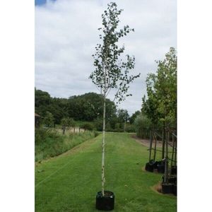 Planten kopen? | Laagste prijs online | beslist.nl