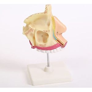 Anatomische torso - Anatomiedoos kopen | Ruime keuze, lage prijs ...