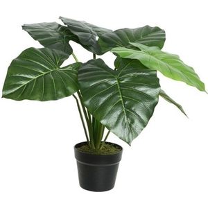 Groene colocasia-taro kunstplant 52 cm in zwarte pot - kunstplanten ...